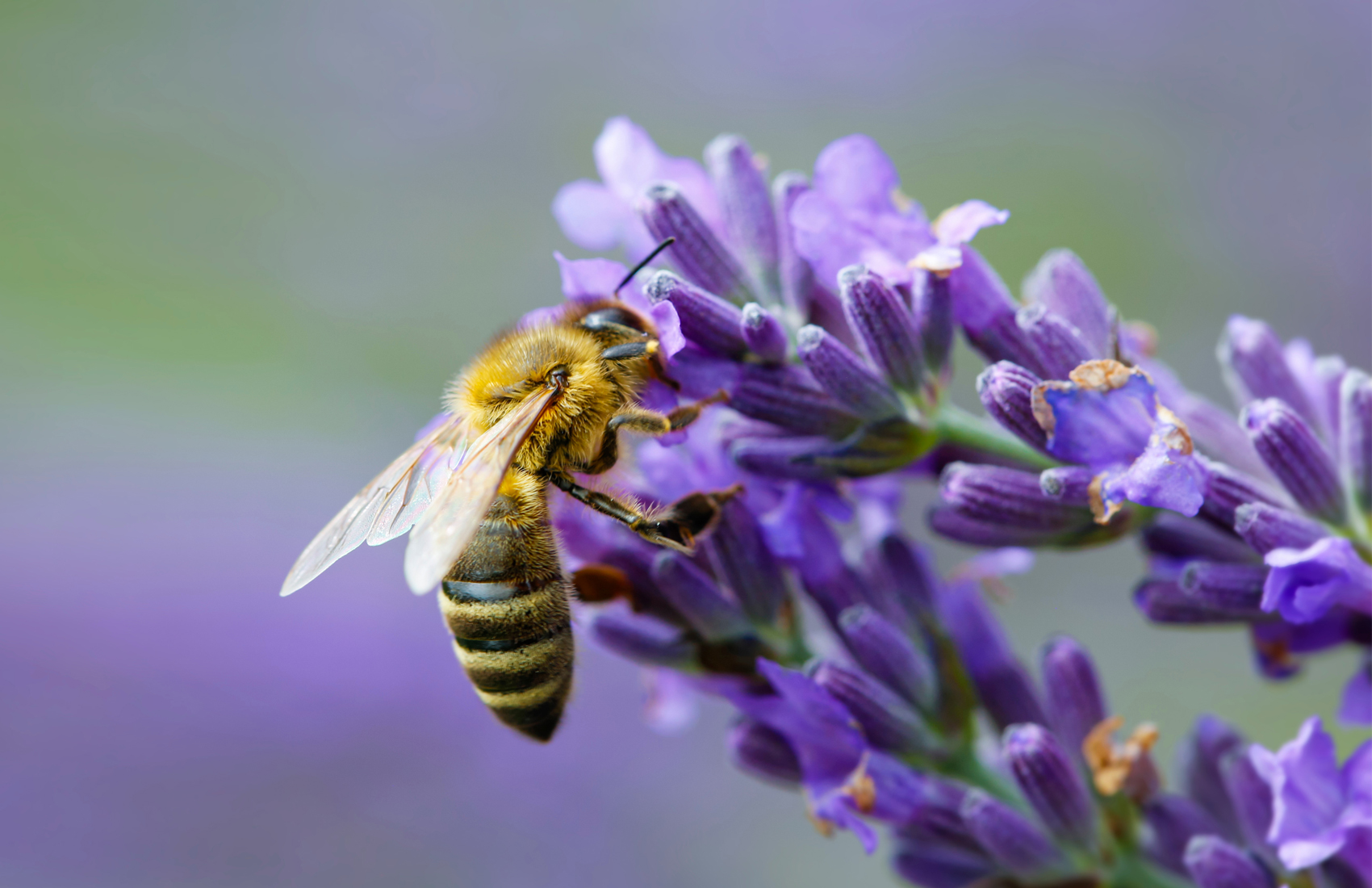 Suiting Up with Lee Queen Bee: An Adventure Inside a Southwest Florida ...